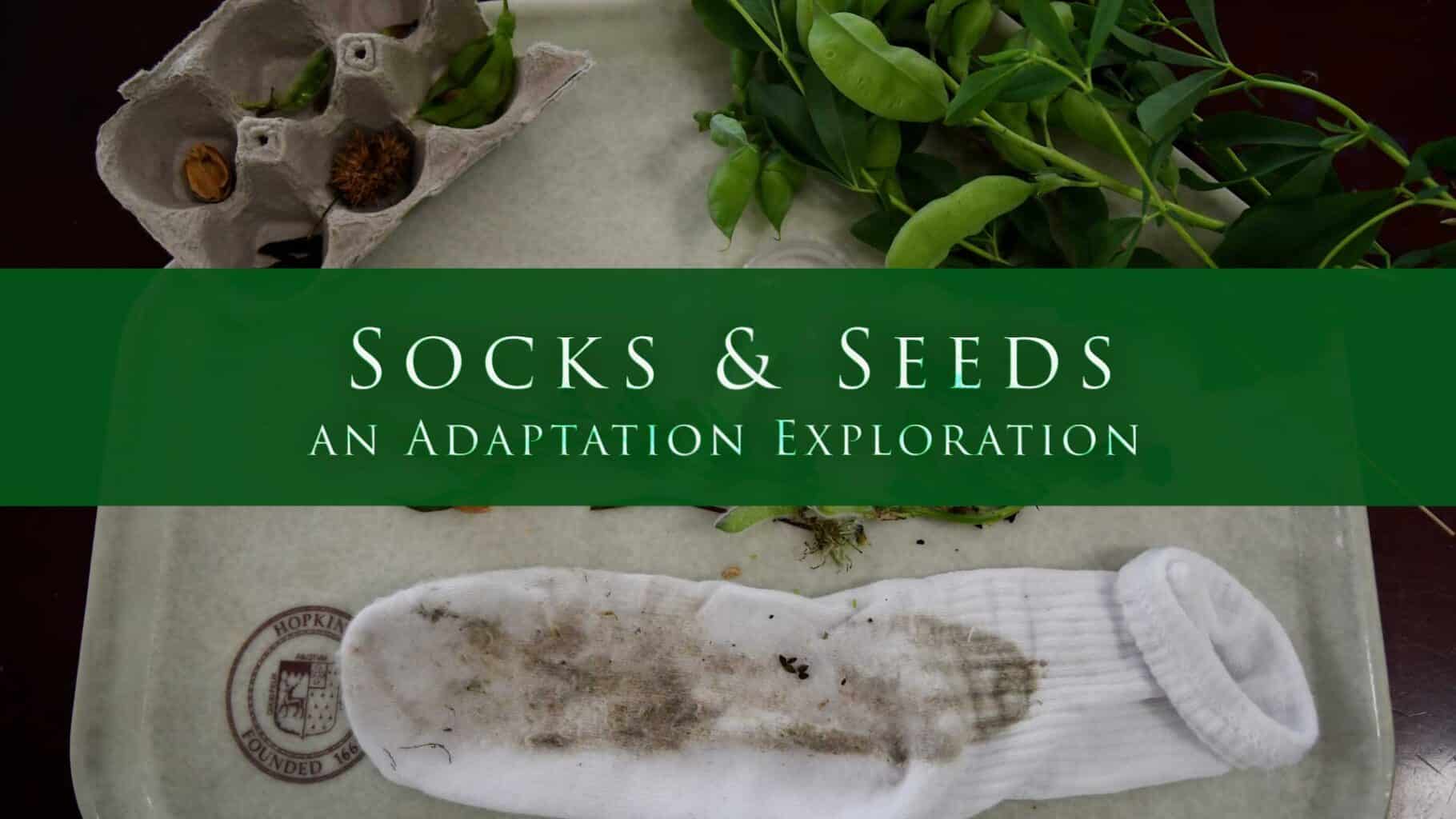 Learning Activities – Seedlings Educators Collabortive